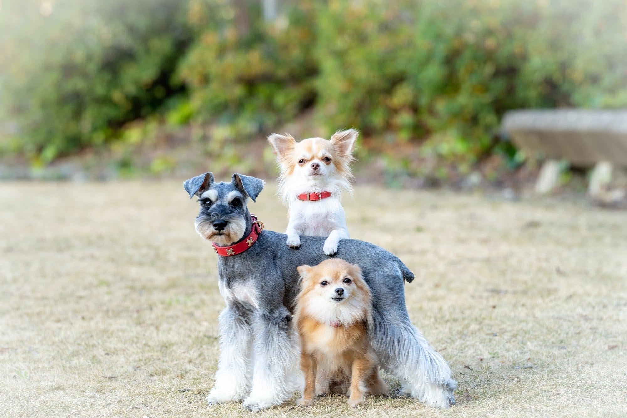 Japanese Dog Care: Enthusiasts' Choices & Practices – Japanese Taste