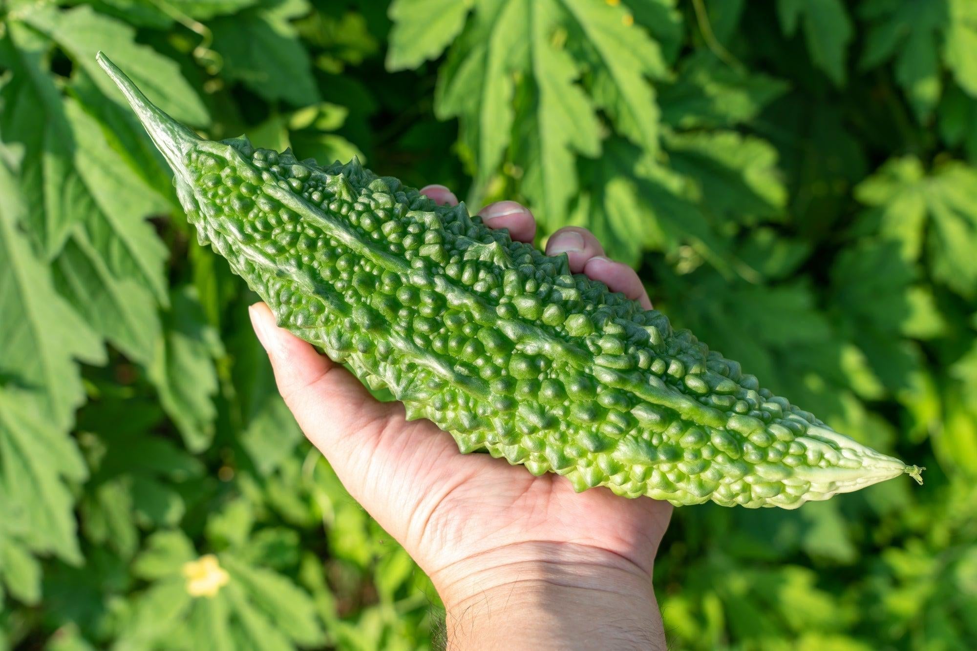 Japanese Bitter Gourd Goya – The Bitter Okinawan Superfood