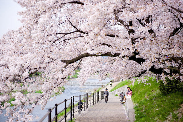 Kyoto Cherry Blossom Forecast Calendar: Best Spots & Travel Tips (Upda